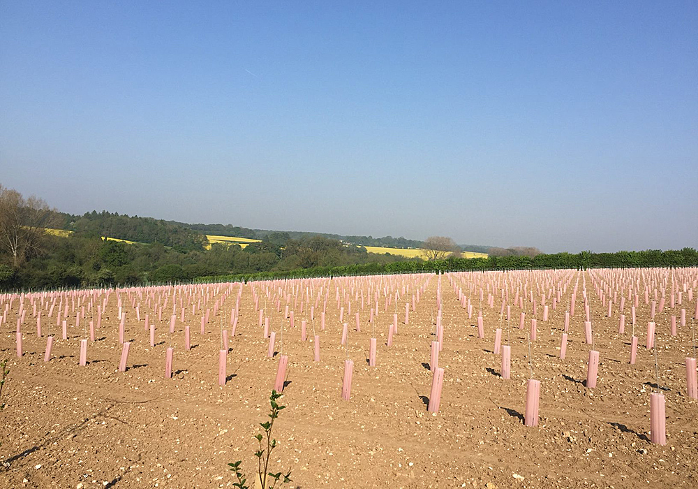 Wineries Old - Designcubed